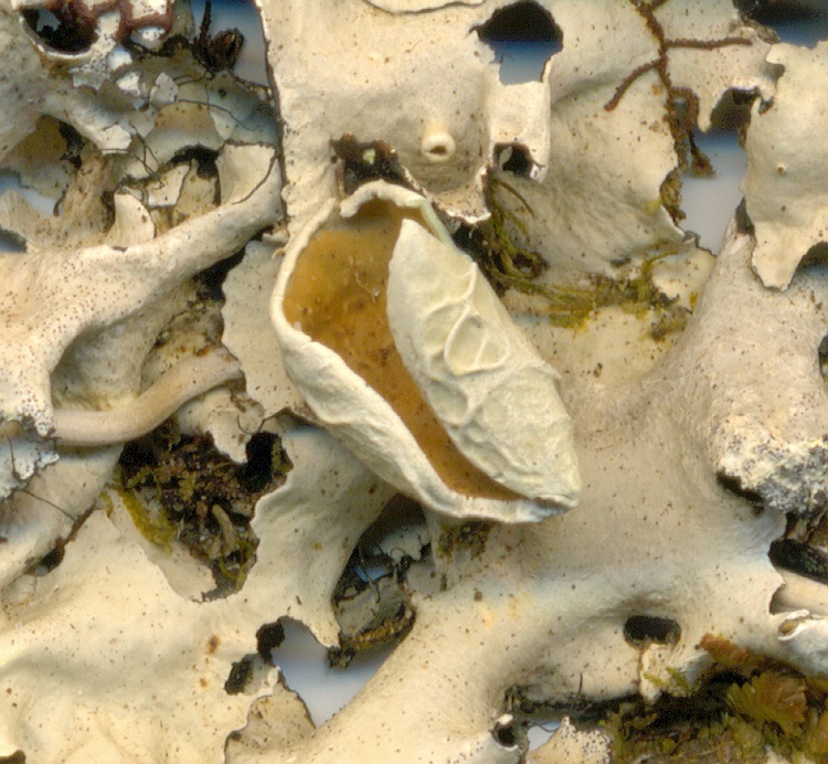 Parmotrema superaguiense - Pictures of Tropical Lichens