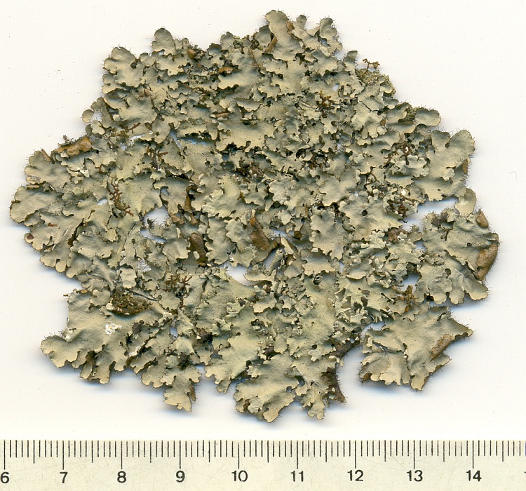 Rimelia cetrata - Pictures of Tropical Lichens