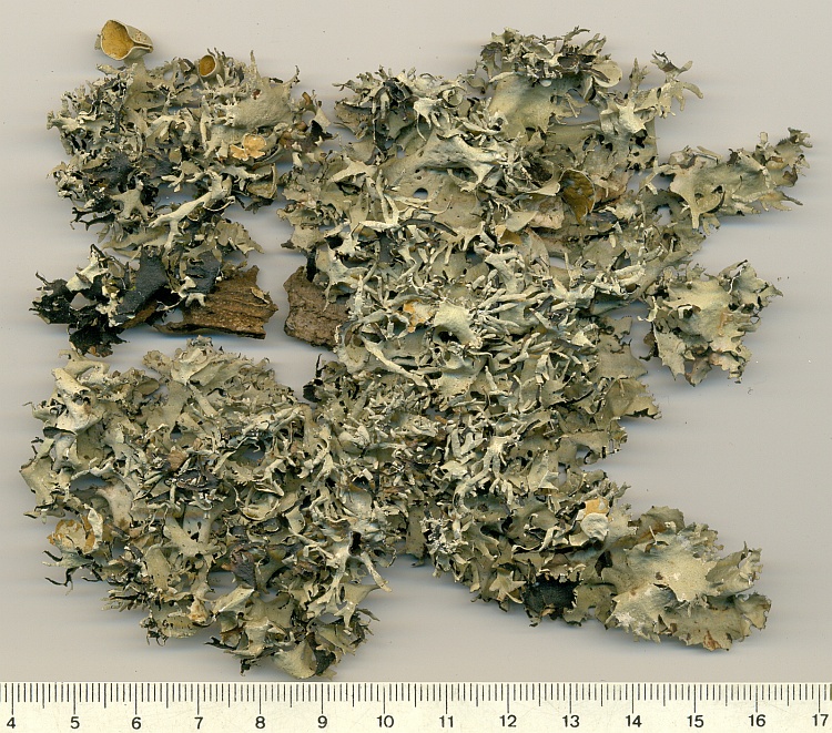 Rimelia cetrata - Pictures of Tropical Lichens