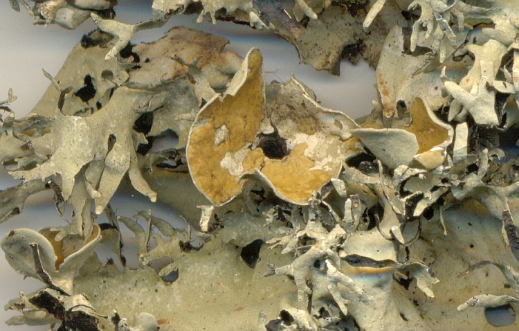 Rimelia cetrata - Pictures of Tropical Lichens