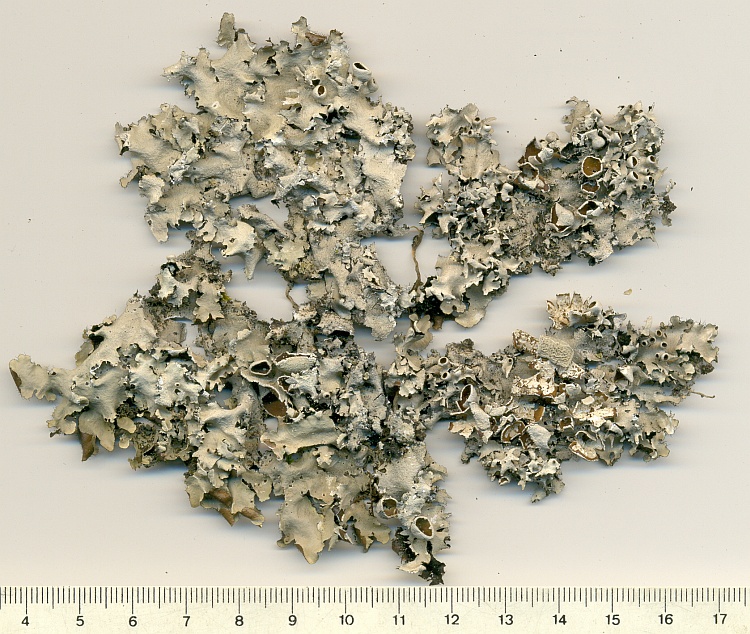 Rimelia macrocarpa - Pictures of Tropical Lichens