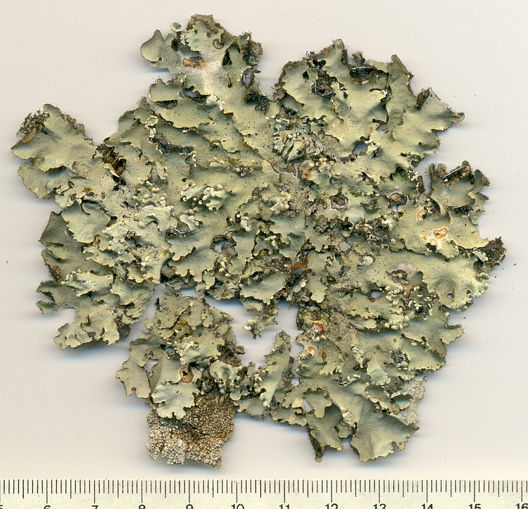 Rimelia reticulata - Pictures of Tropical Lichens