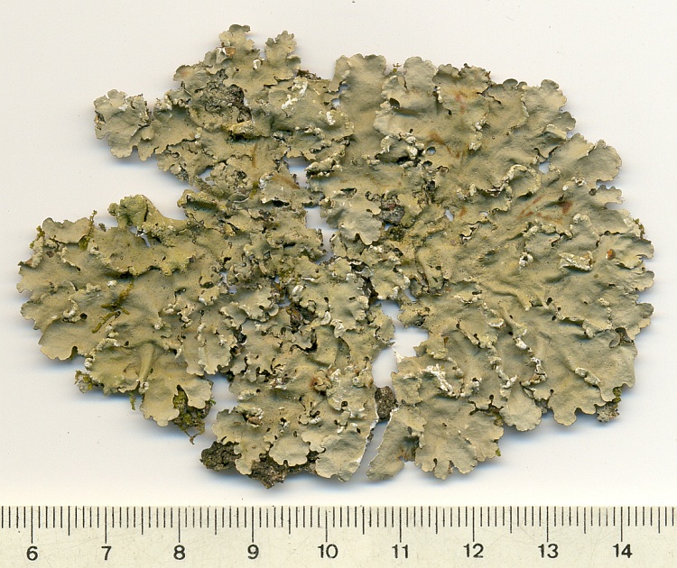 Rimelia reticulata - Pictures of Tropical Lichens